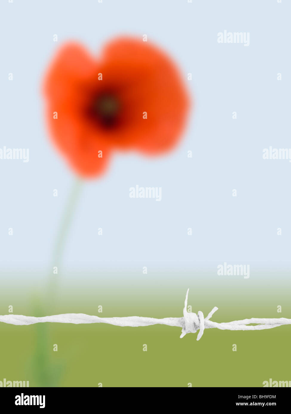 Barbed Wire Sunday High Resolution Stock Photography and Images - Alamy