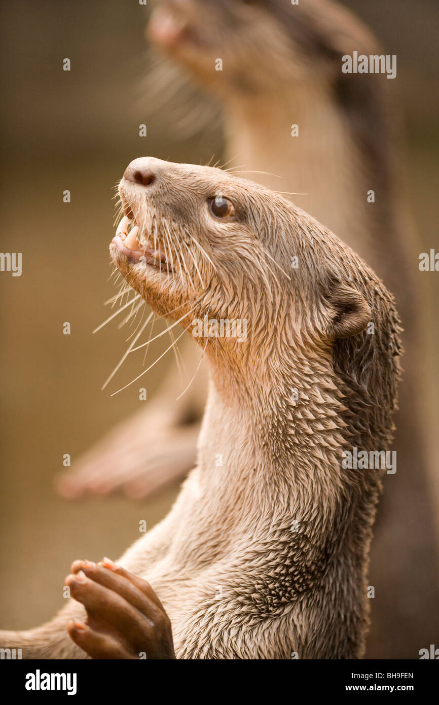 Fur shedding water hi-res stock photography and images - Alamy