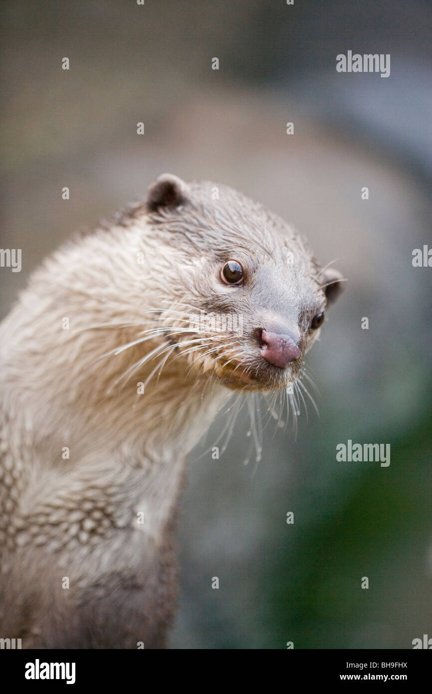 Smooth coated otters hi-res stock photography and images - Alamy