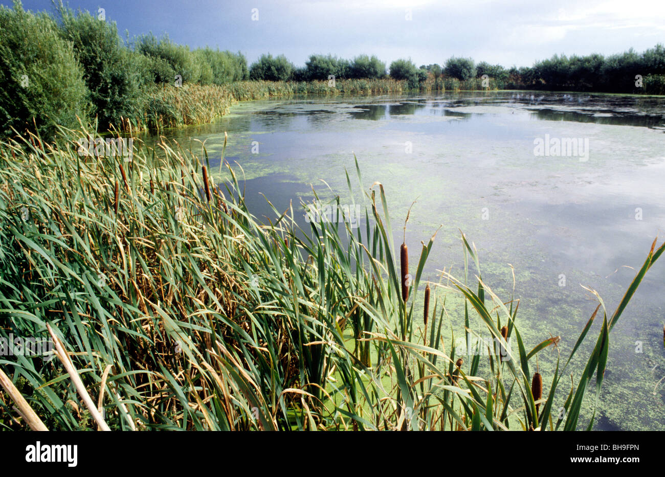 Flag Fen, near Peterborough, Cambridgeshire fenland English British ...