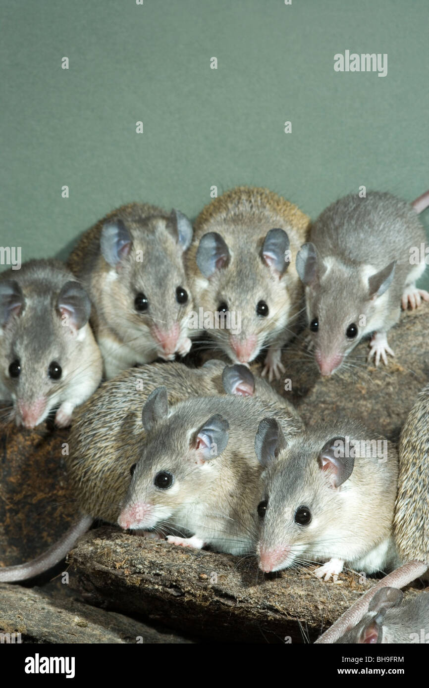 Turkish Spiny Mice (Acomys cilicicus Stock Photo - Alamy
