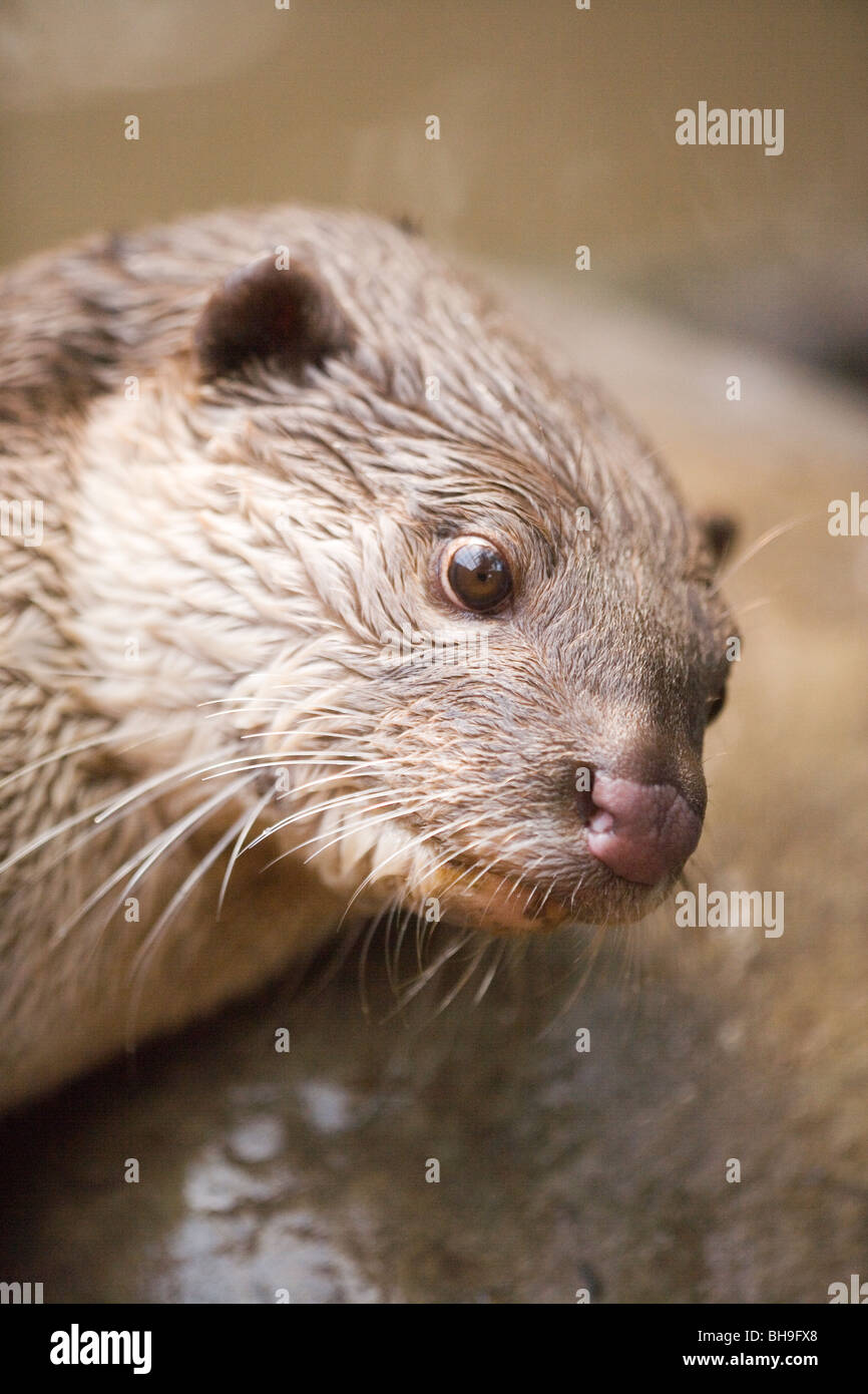 Smooth coated otters hi-res stock photography and images - Alamy