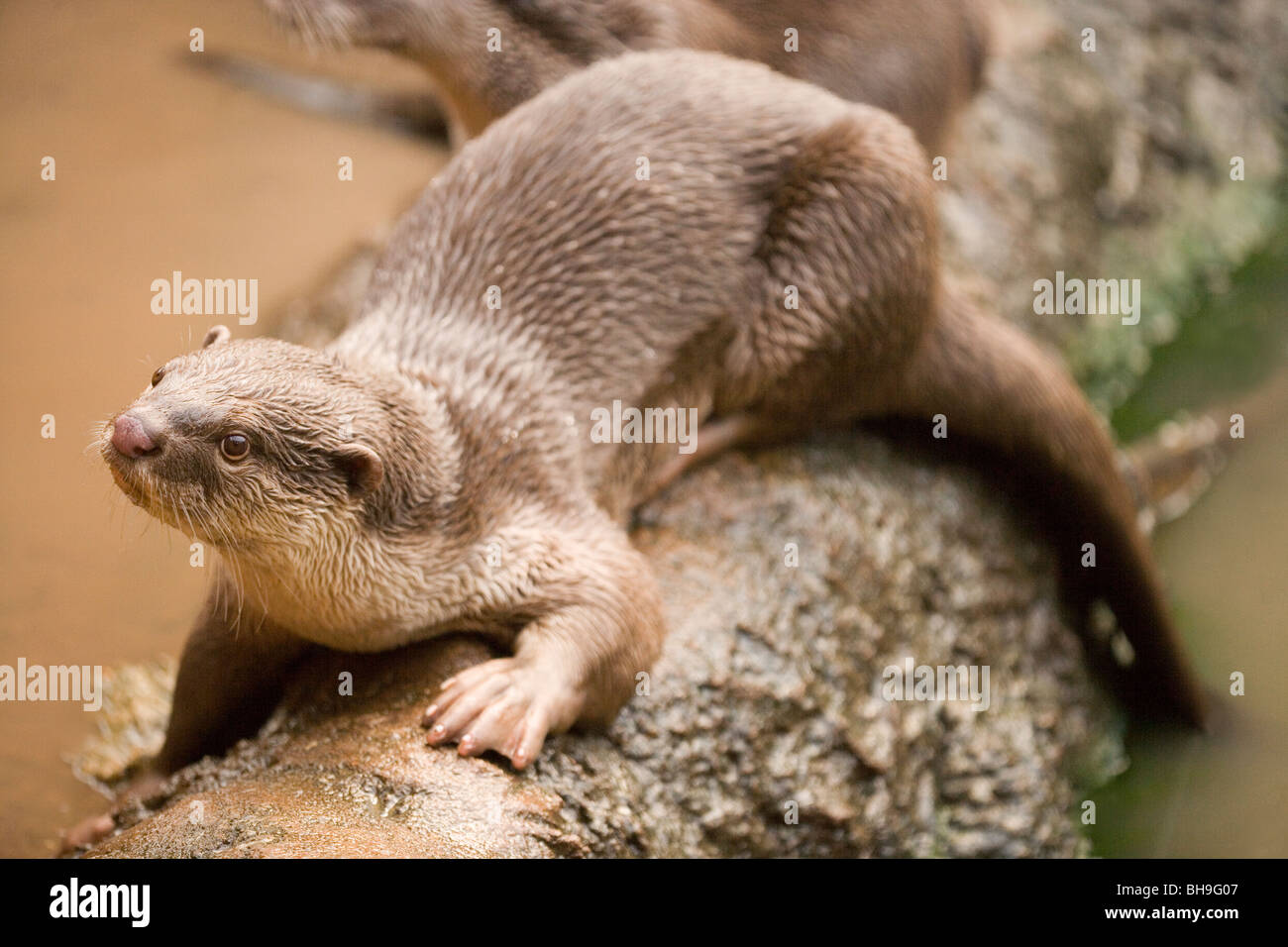 Smooth coated otters hi-res stock photography and images - Alamy