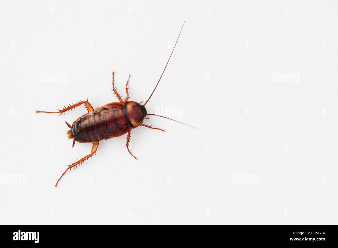 Indian pest hi-res stock photography and images - Alamy