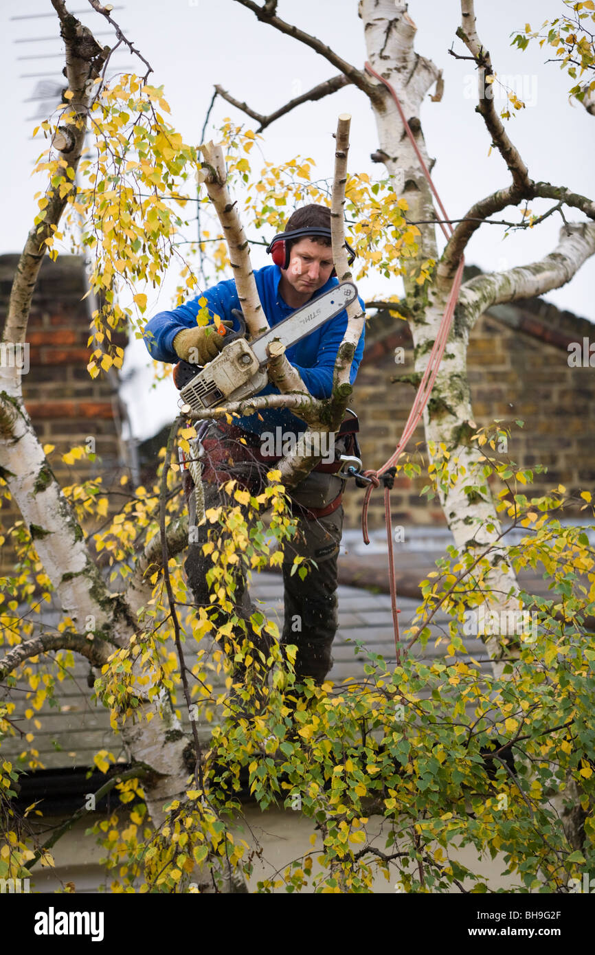 Tree surgeon trimming a tree with a chain saw Stock Photo - Alamy