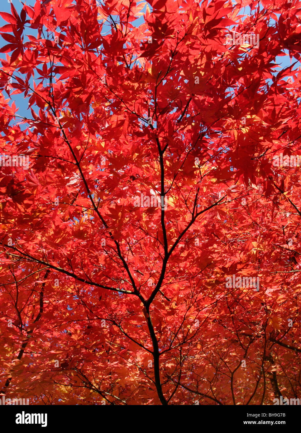 Japanese Maple leaves Stock Photo - Alamy