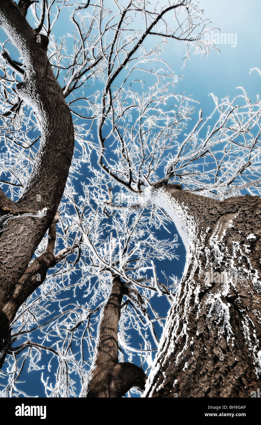 Trees in winter covered by snow and frost Stock Photo - Alamy