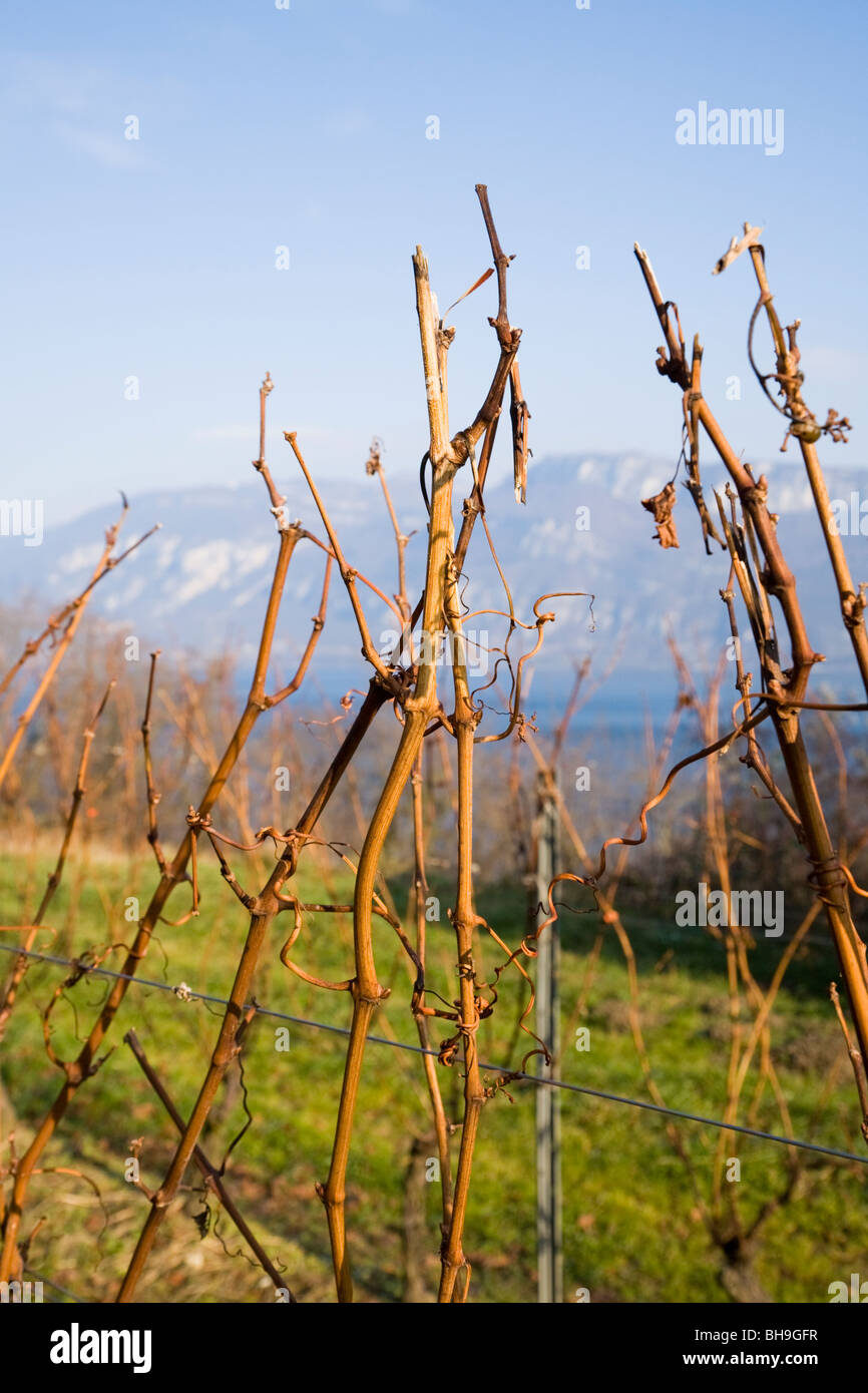 Budding branches / twigs / stems / bud / on an alpine vine in a French ...