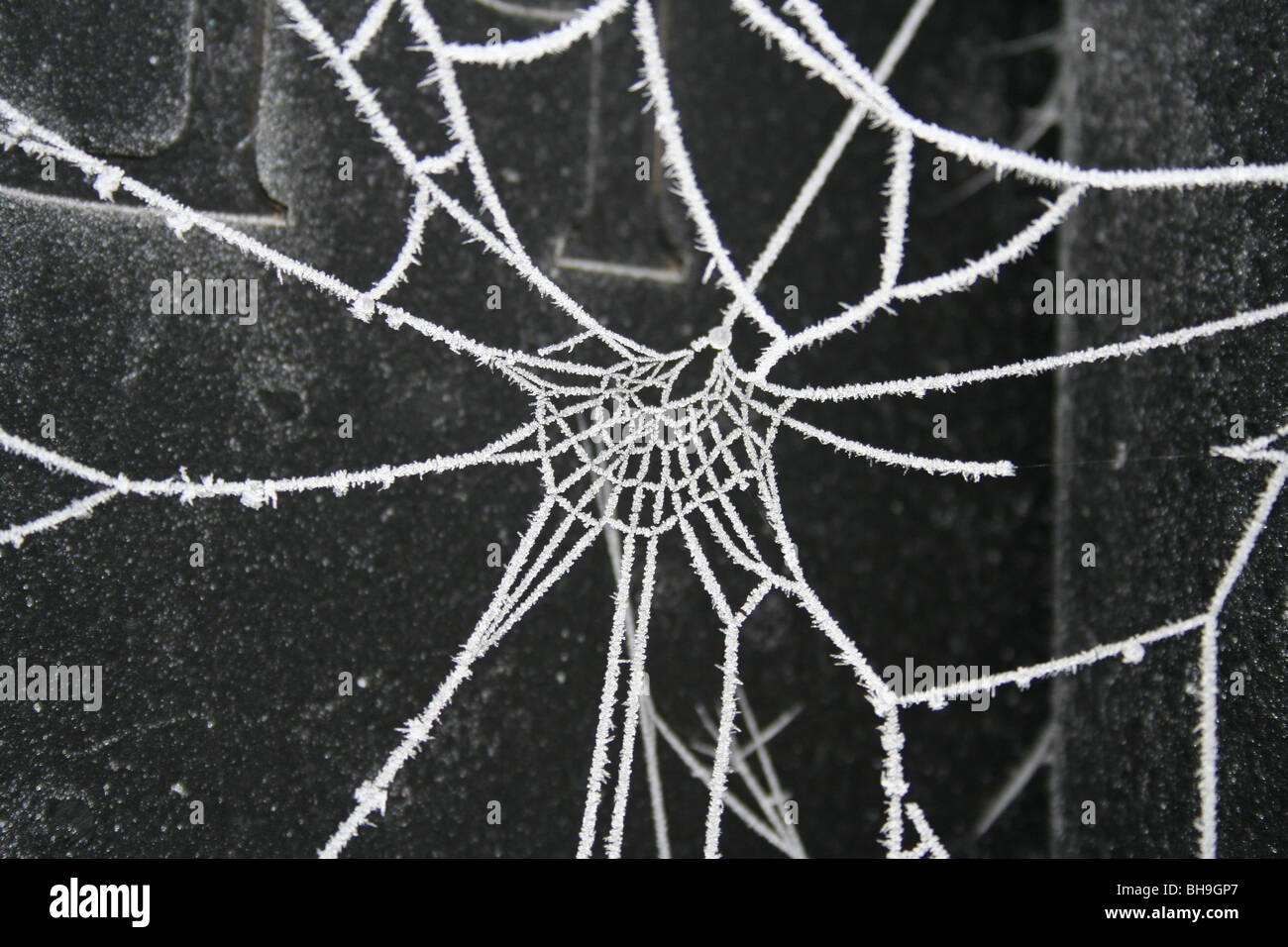 Cobwebs on a winter's morning, Witney, Oxfordshire, UK Stock Photo - Alamy