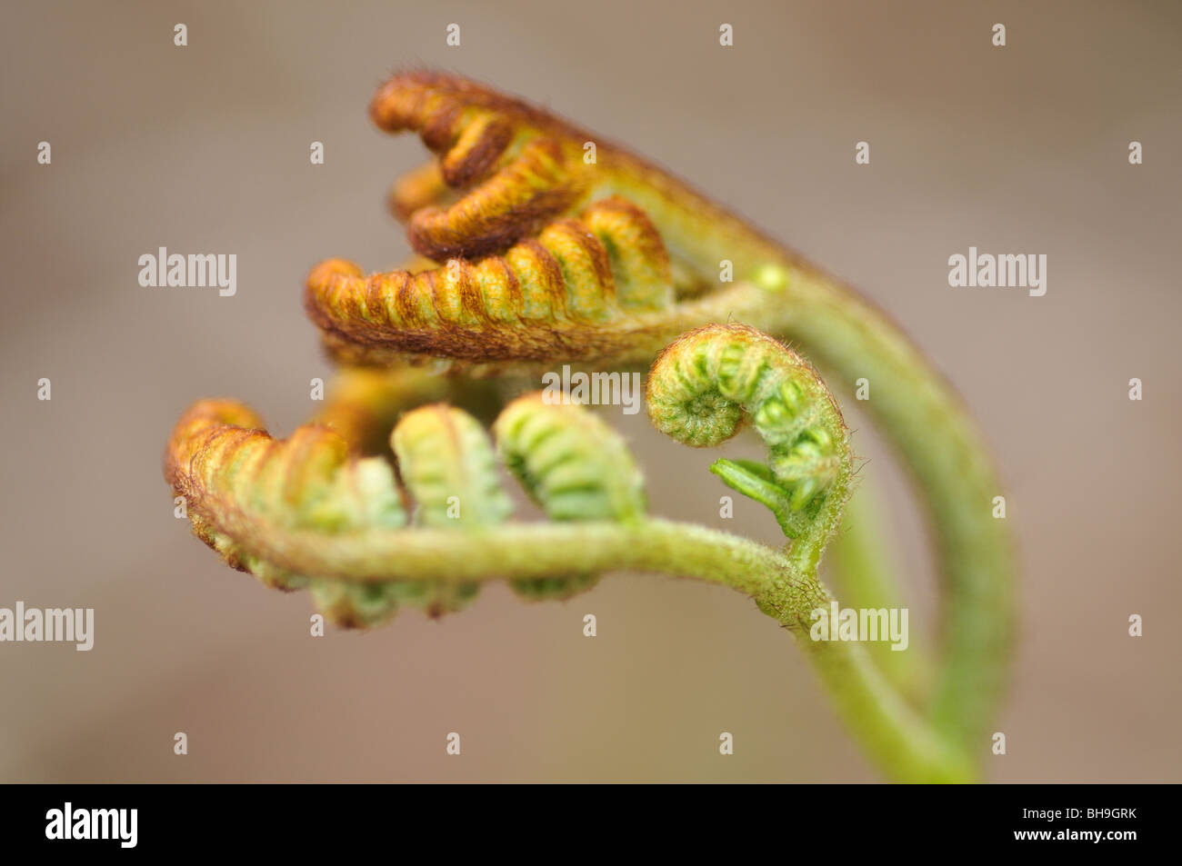 Budding ferns hi-res stock photography and images - Alamy