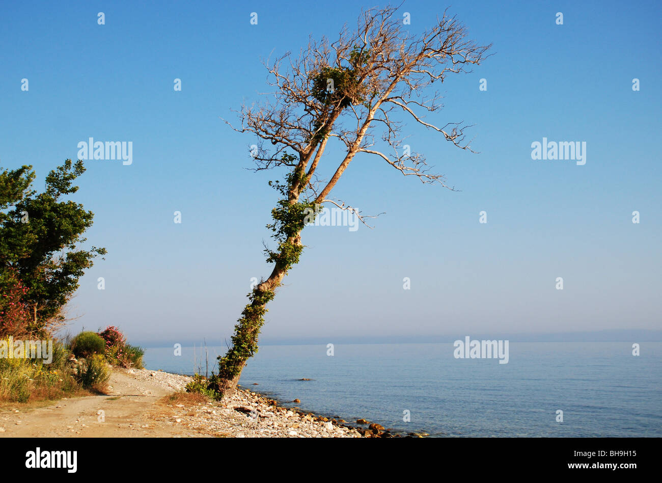 plane tree on the beach Stock Photo - Alamy
