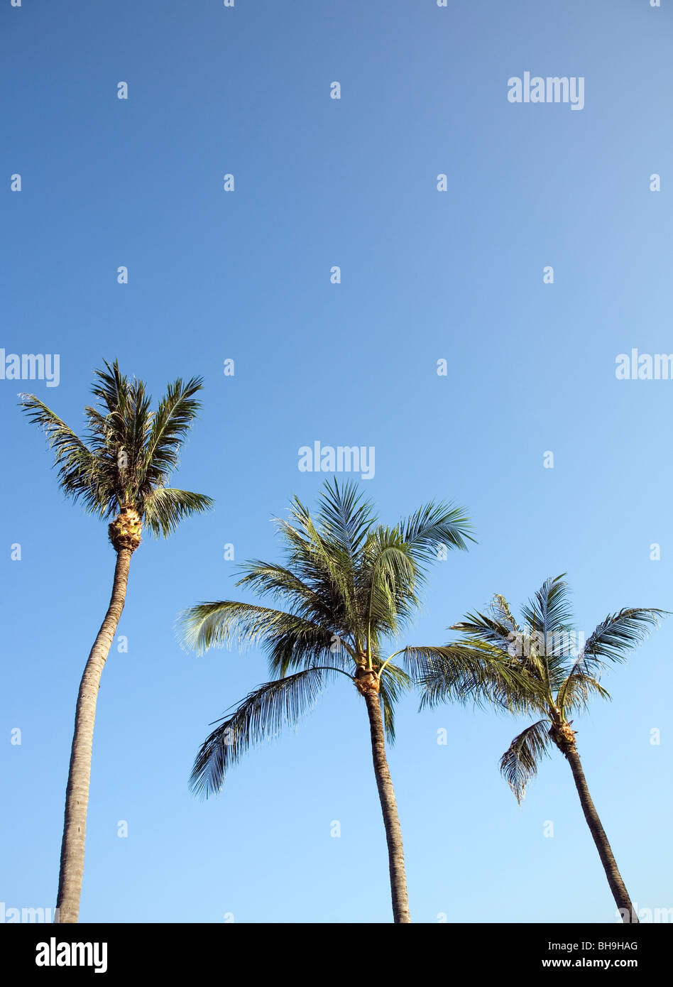 Three Palm trees against blue sky Stock Photo - Alamy