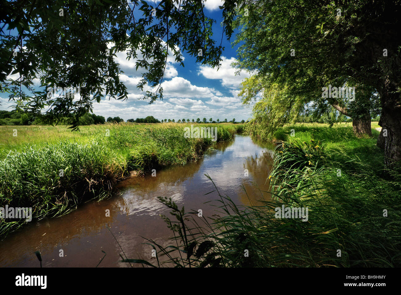 a river under a tree Stock Photo - Alamy