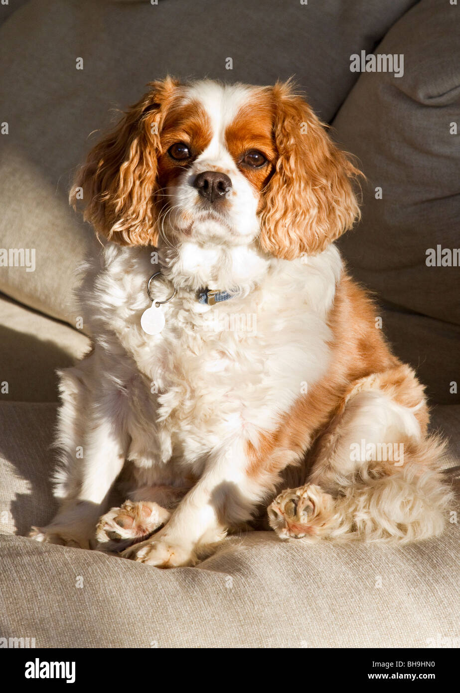King Charles Spaniel sitting on a sofa and looking at the camera Stock ...