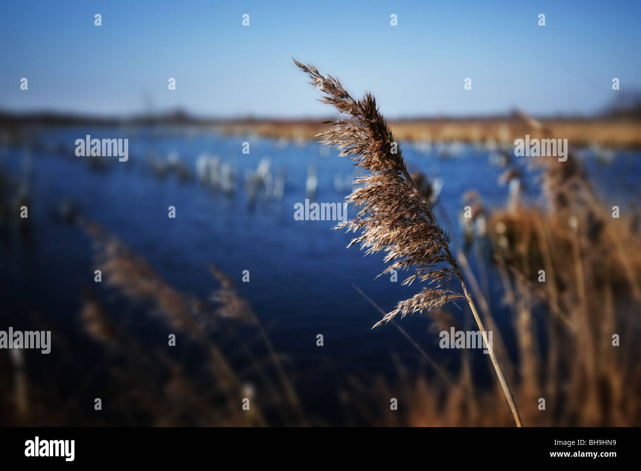Moor rush hi-res stock photography and images - Alamy