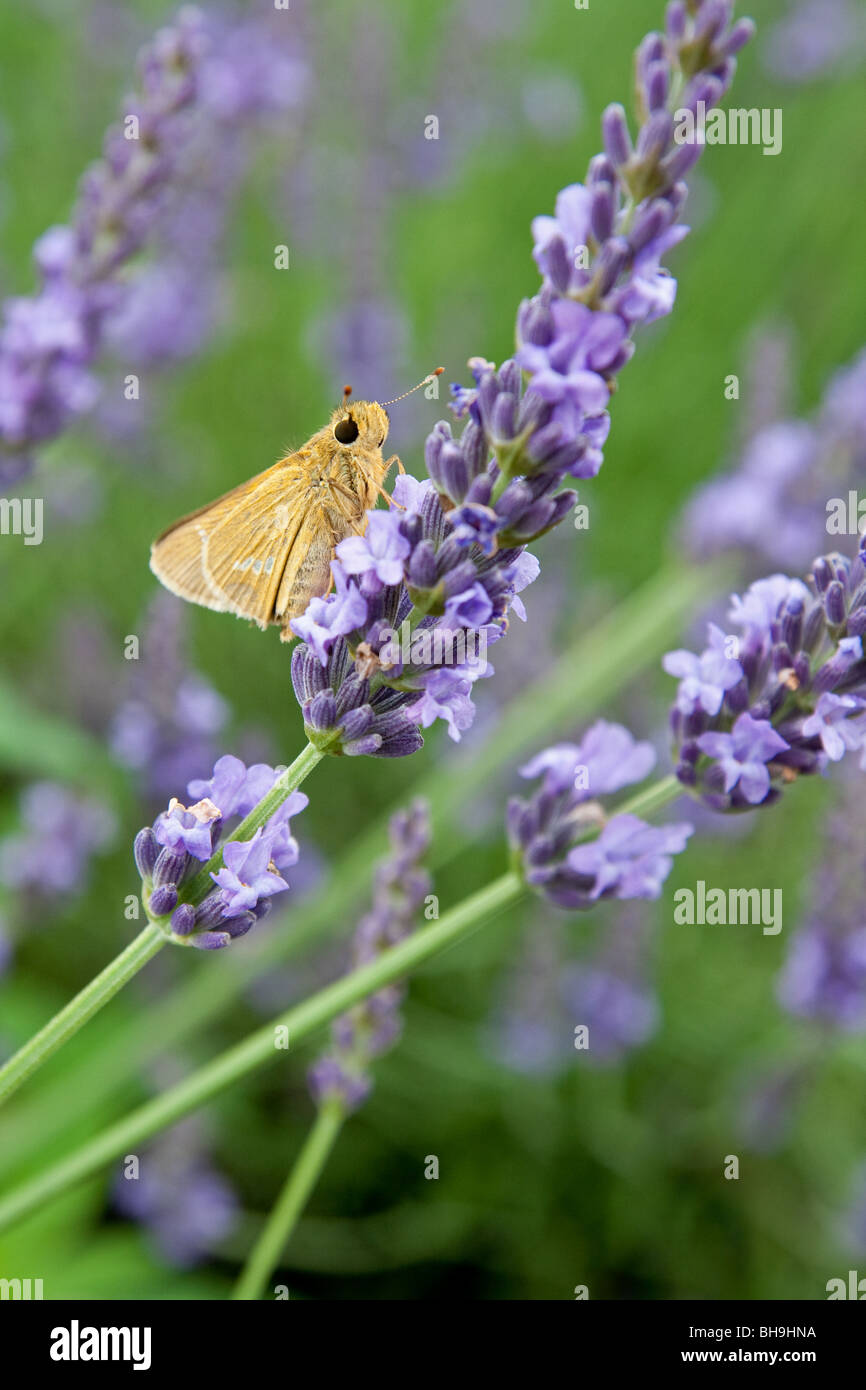 Hesperia ottoe skipper Stock Photo - Alamy