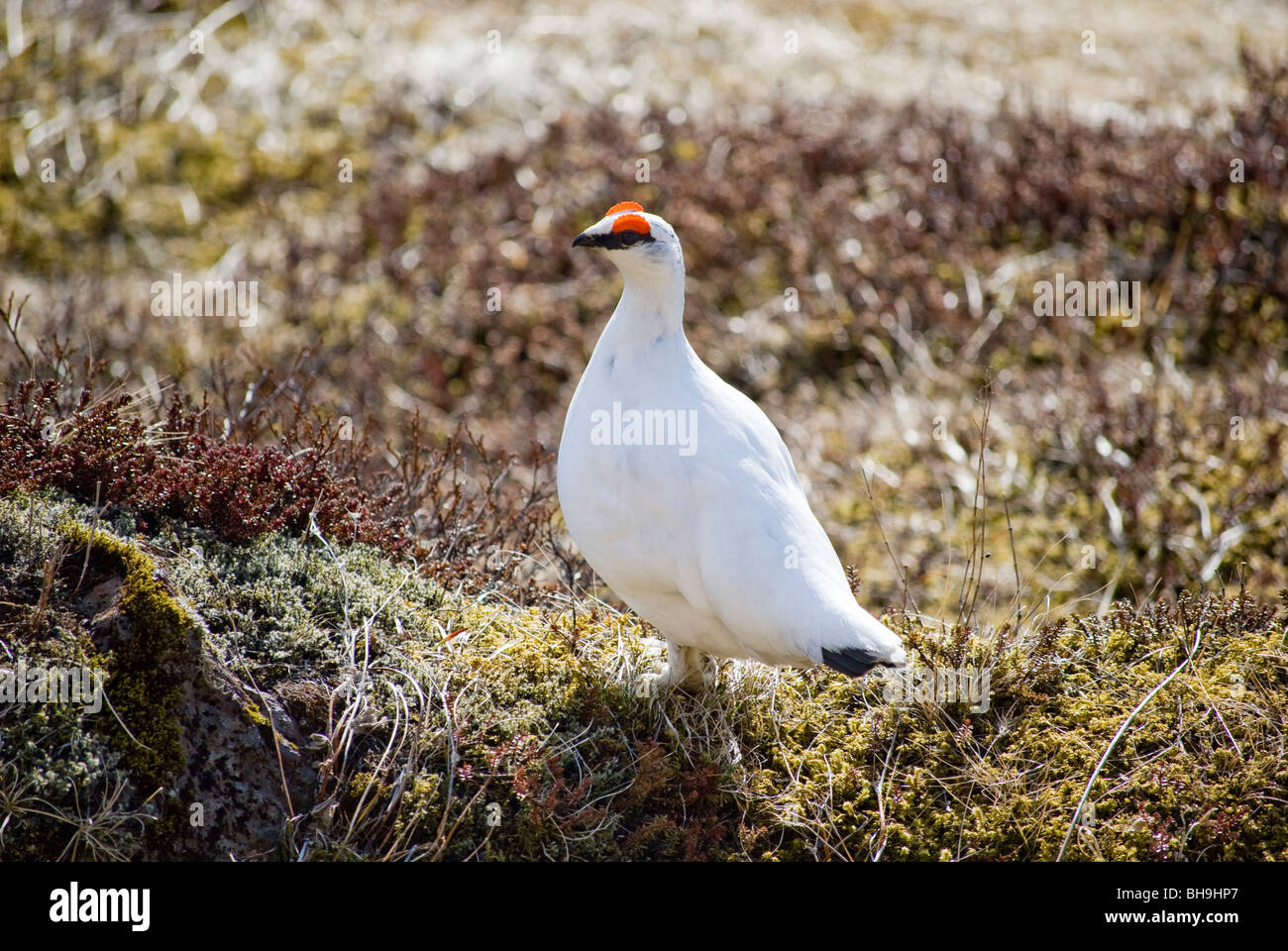 Rock Ptarmigan (Lagopus muta), Iceland Stock Photo - Alamy