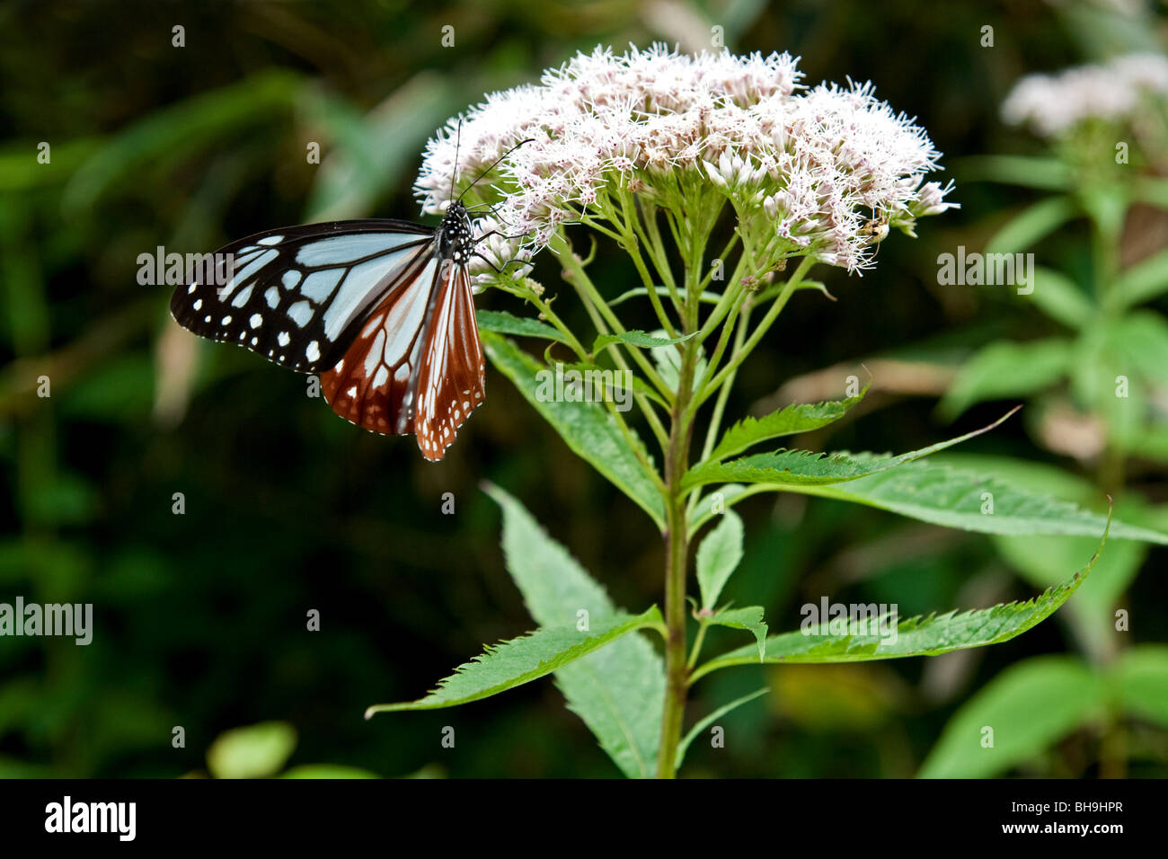Chestnut Tiger (Parantica sita) Butterfly shot in the mountainous ...