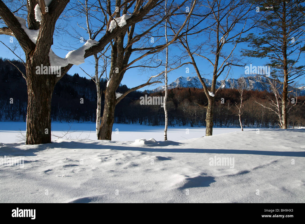 Leafless Birch trees covered in snow with mountain background and ...