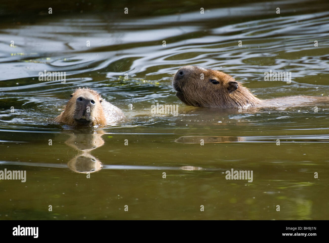 Capybara (Hydrochoerus hydrochaeris), Captive Stock Photo - Alamy