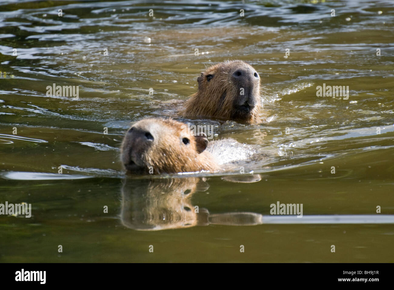 Capybara (Hydrochoerus hydrochaeris), Captive Stock Photo - Alamy