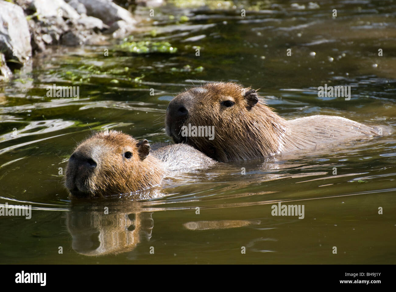 Capybara rainforest hi-res stock photography and images - Alamy