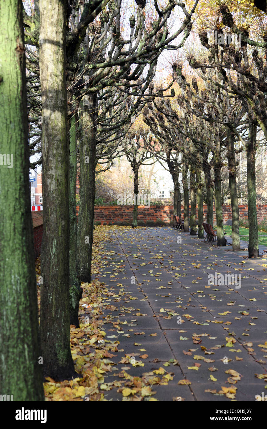 Trees lining path in Helsinger Stock Photo - Alamy