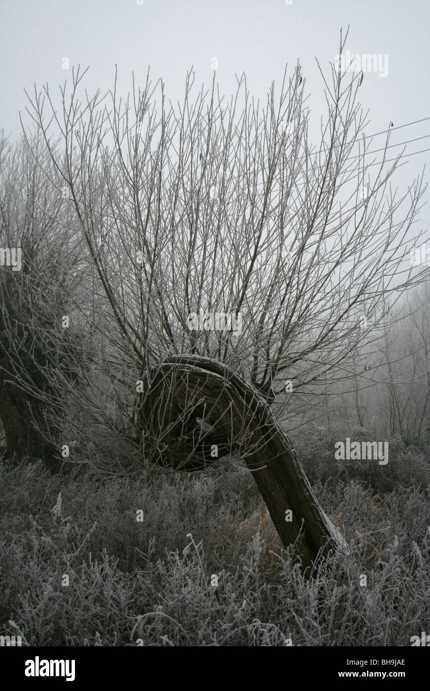 Distorted tree hi-res stock photography and images - Alamy