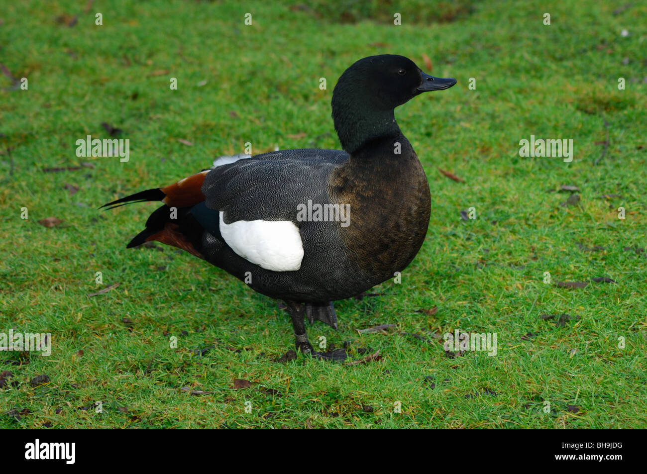 Paradise shelduck hi-res stock photography and images - Alamy