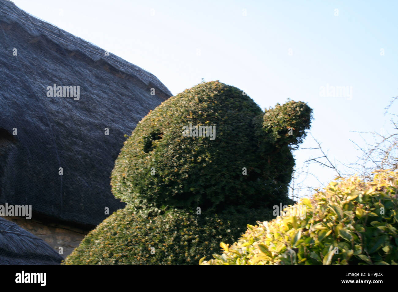 Topiary bird,Chipping Campden Cotswolds Stock Photo - Alamy