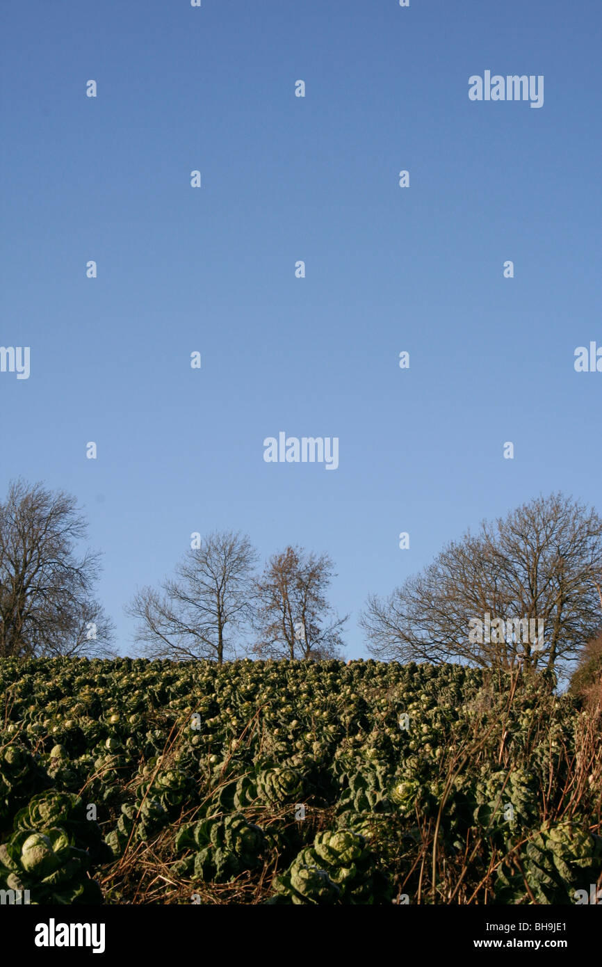 Brussel Sprouts field Stock Photo - Alamy