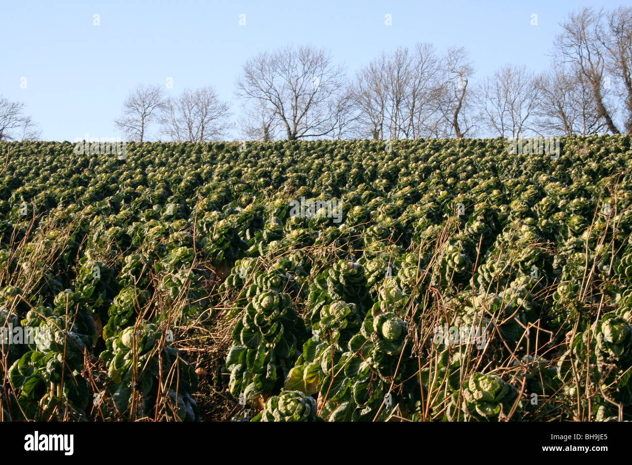Brussels Sprouts field, Gloucestershire Stock Photo - Alamy