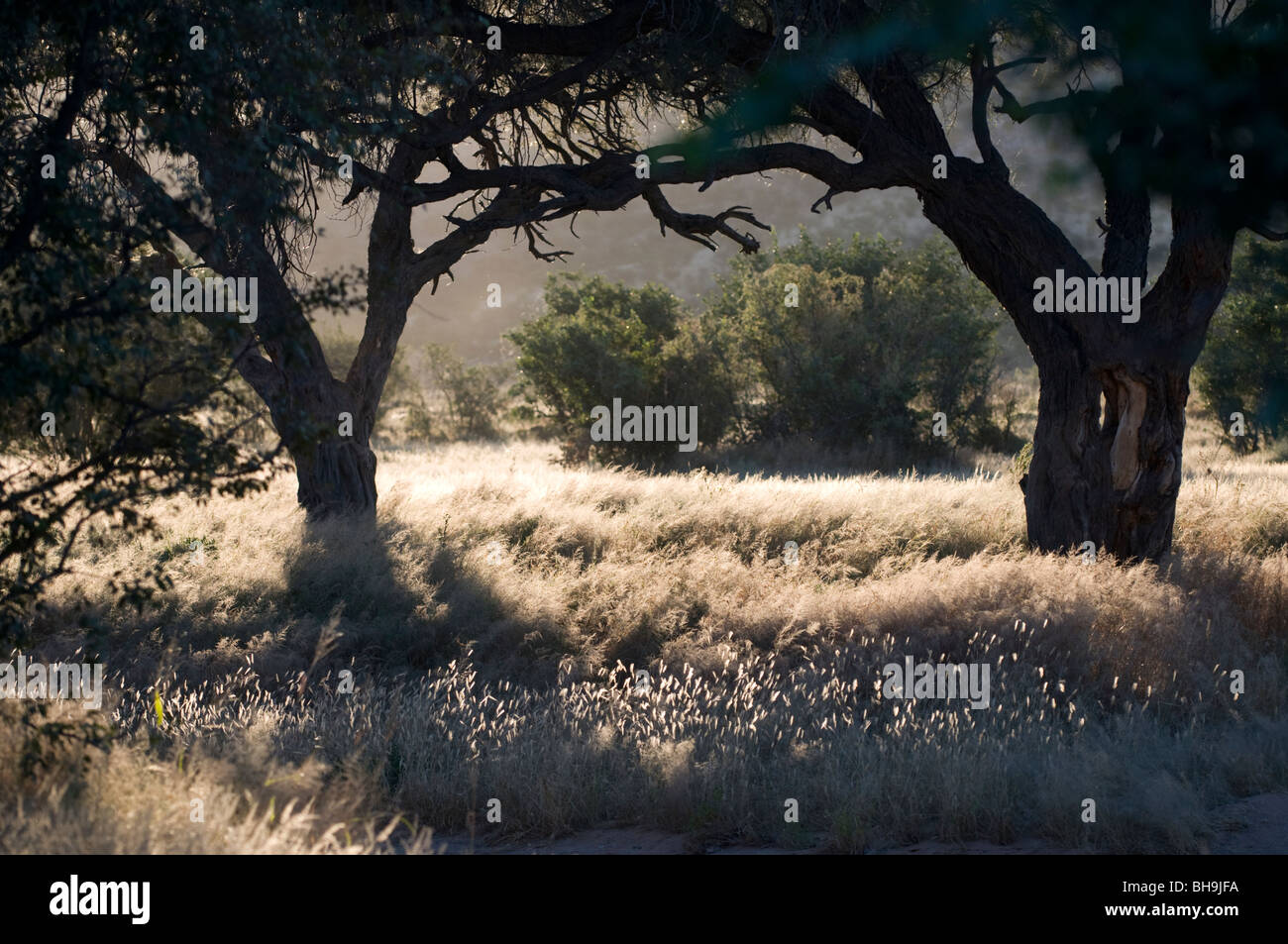 Dry hoanib river valley hi-res stock photography and images - Alamy