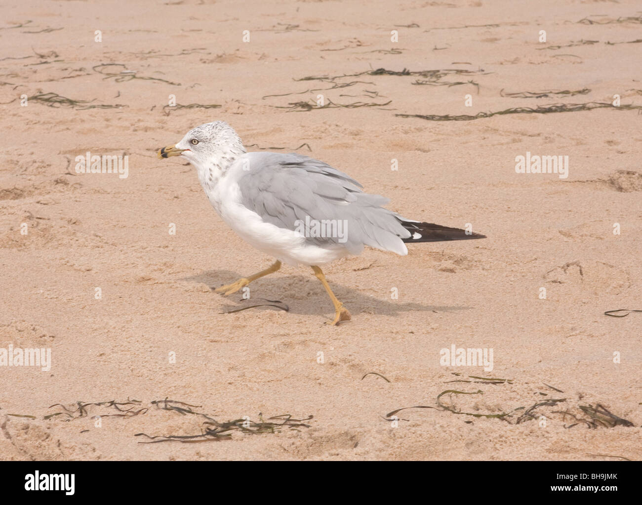 Sprinting Seagull in the sand Stock Photo - Alamy
