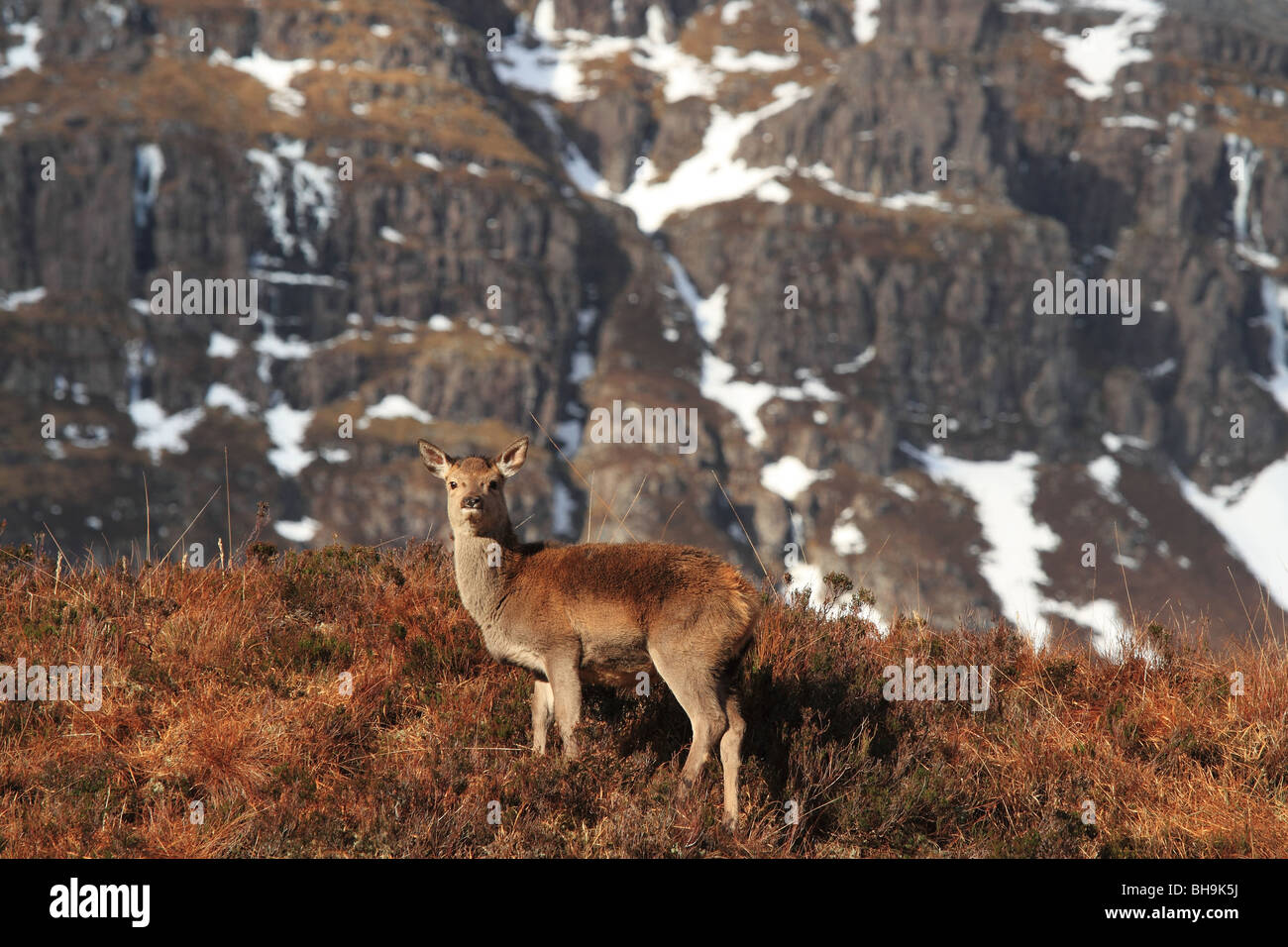 Wild red deer hi-res stock photography and images - Alamy