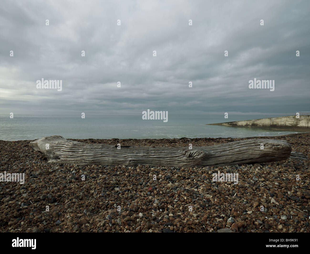 Tree on beach after storm hi-res stock photography and images - Alamy