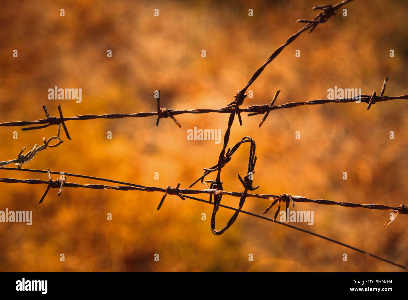 Tangled barbed wire Stock Photo - Alamy