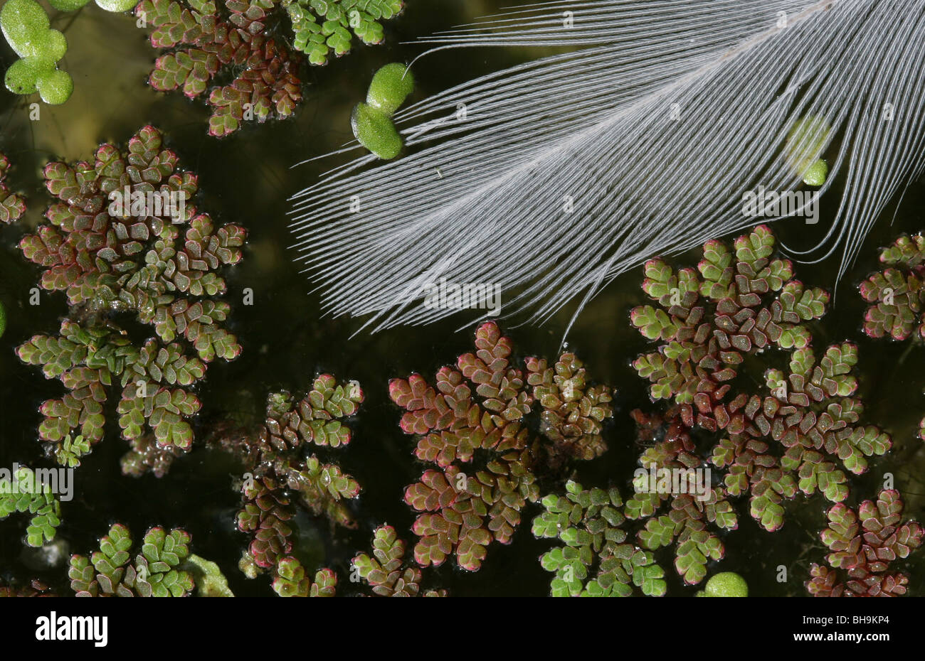 Water Fern Mosquito Fern pond Stock Photo - Alamy