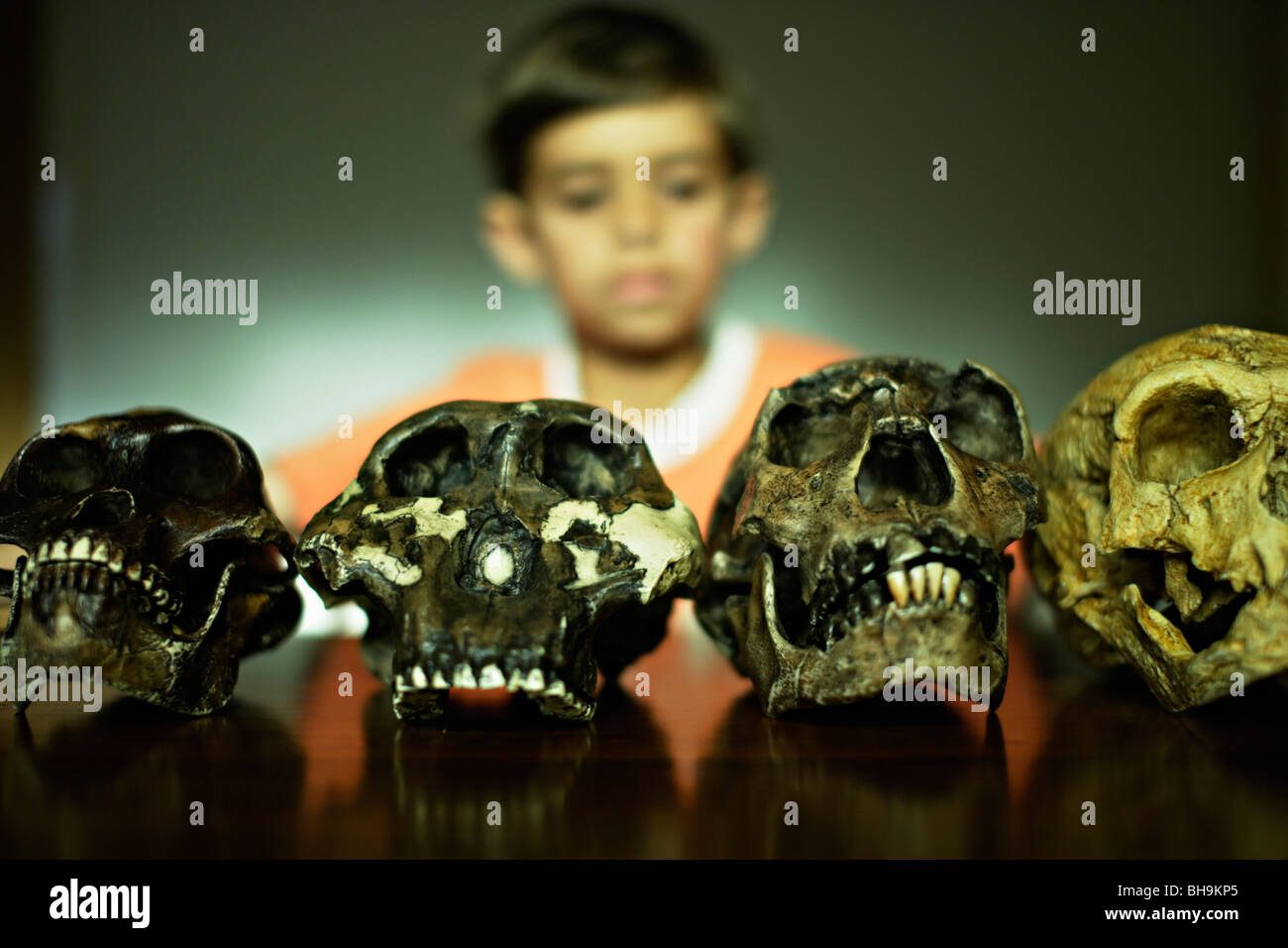 Human evolution skull hi-res stock photography and images - Alamy