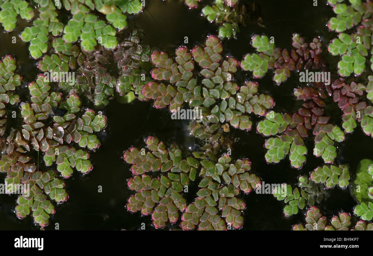 Water Fern Mosquito Fern pond Stock Photo - Alamy