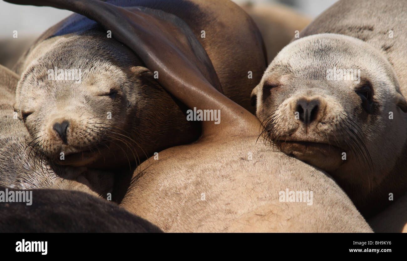 California sea lion close up face Stock Photo - Alamy