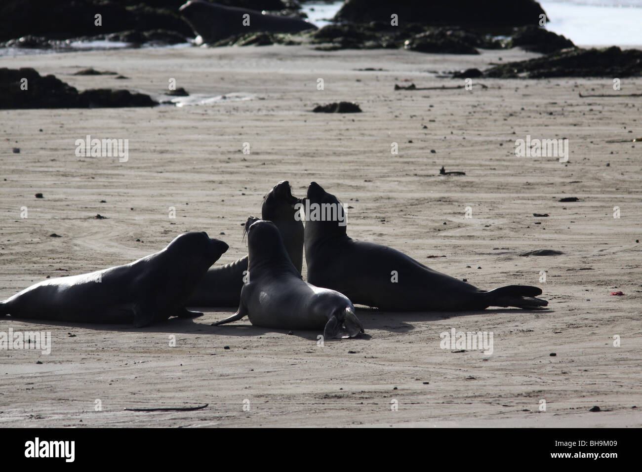 Fighting seals hi-res stock photography and images - Alamy