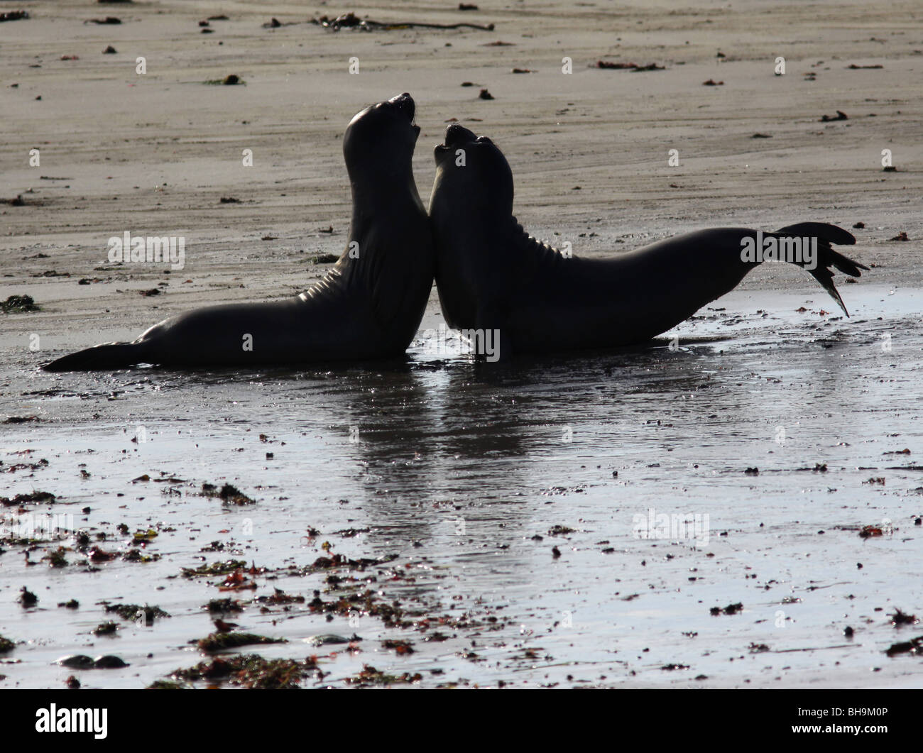 Fighting seals hi-res stock photography and images - Alamy