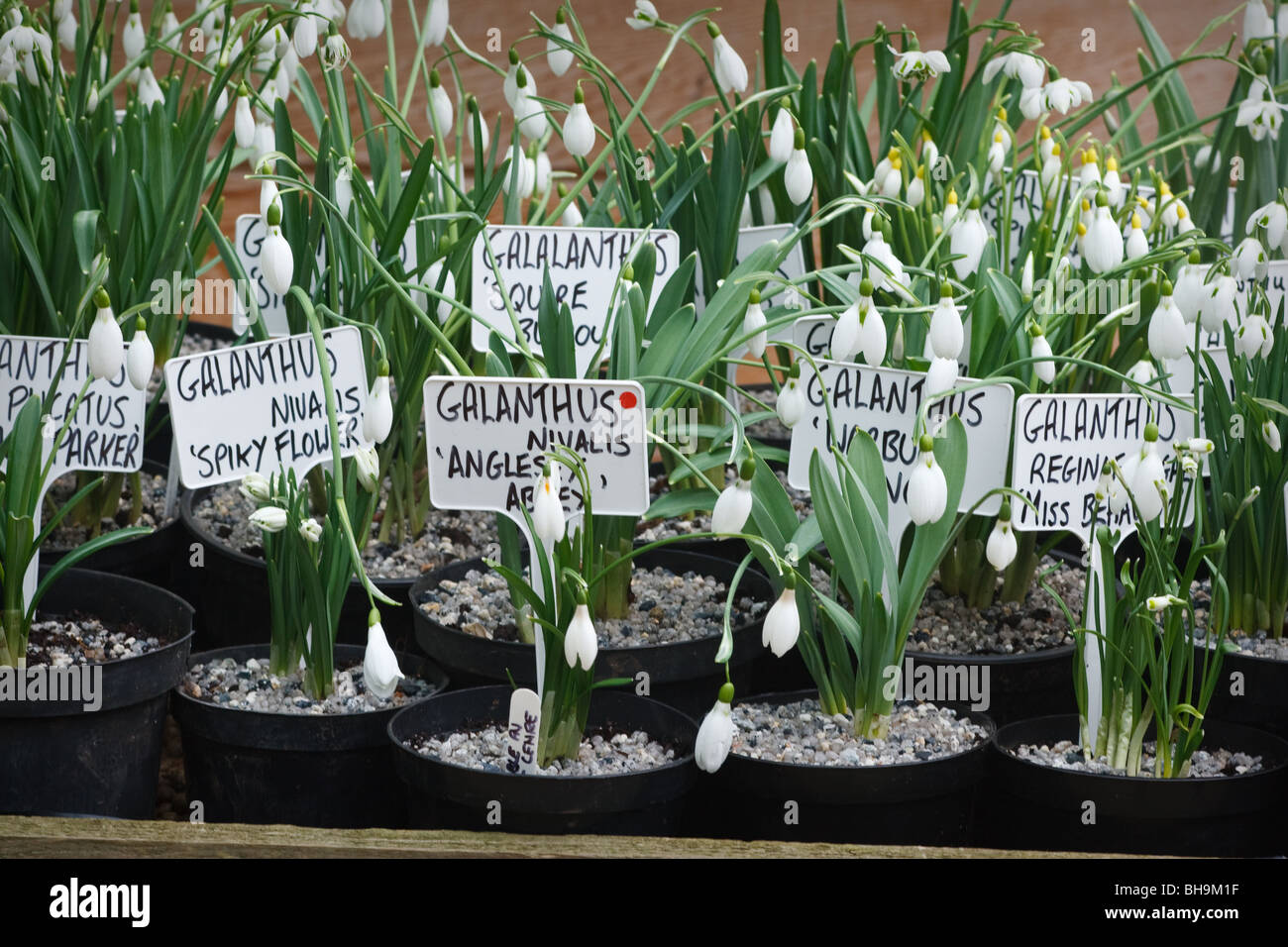 Labelled pots of snowdrops of different varieties, Cambridgeshire Stock ...