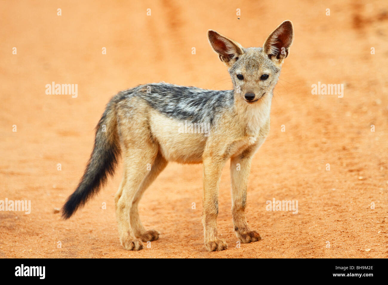 African jackal hi-res stock photography and images - Alamy