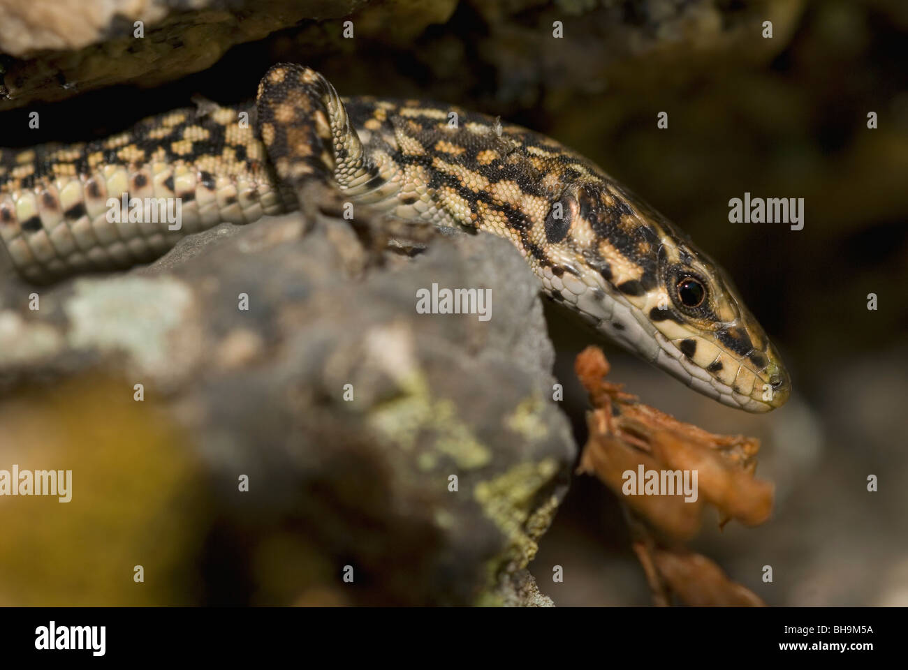 Iberian wall lizard hi-res stock photography and images - Alamy