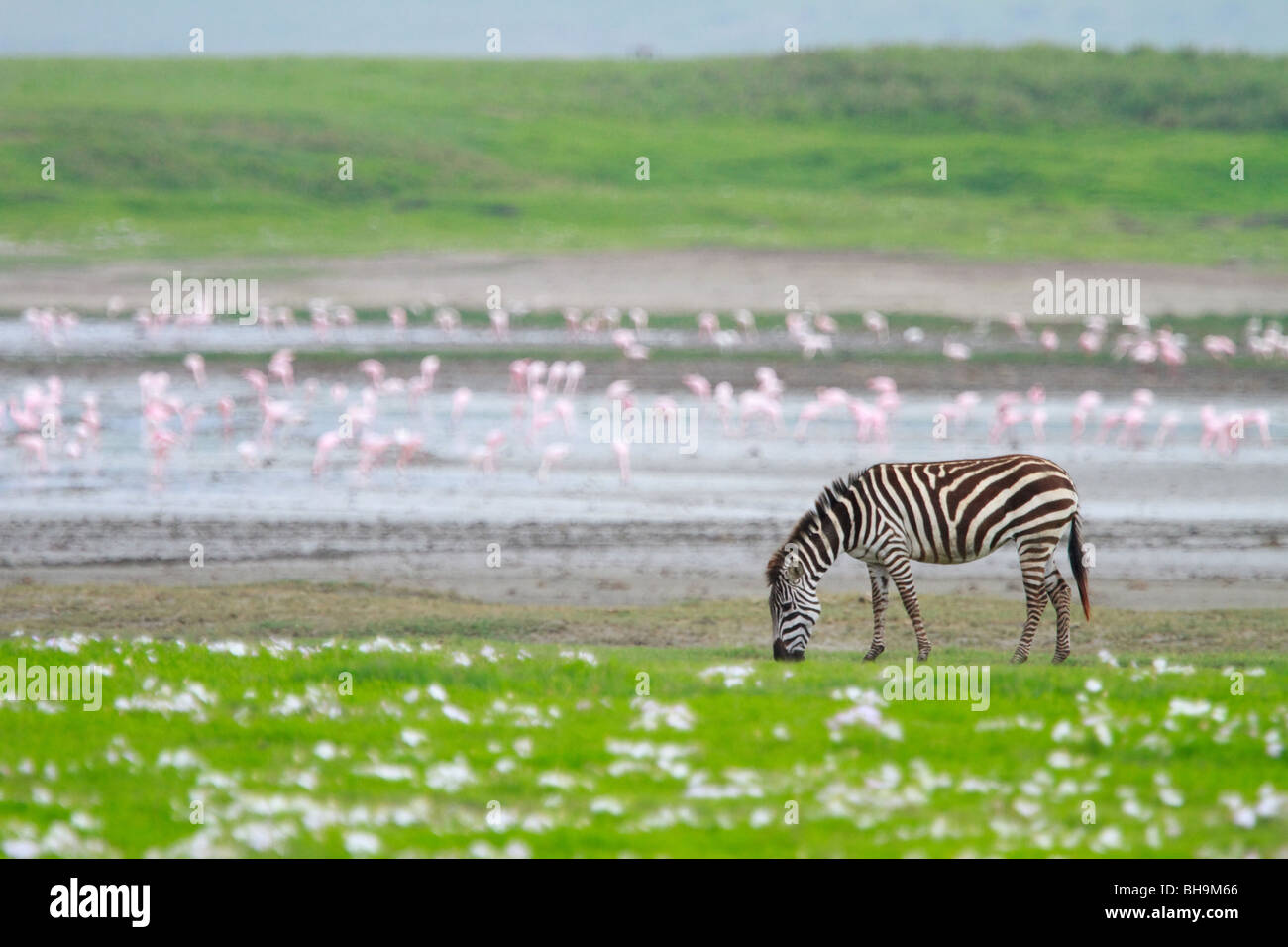 African zebra migration hi-res stock photography and images - Alamy