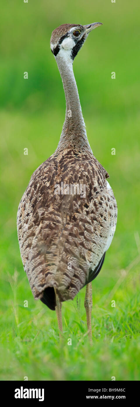 Hartlaubs hi-res stock photography and images - Alamy