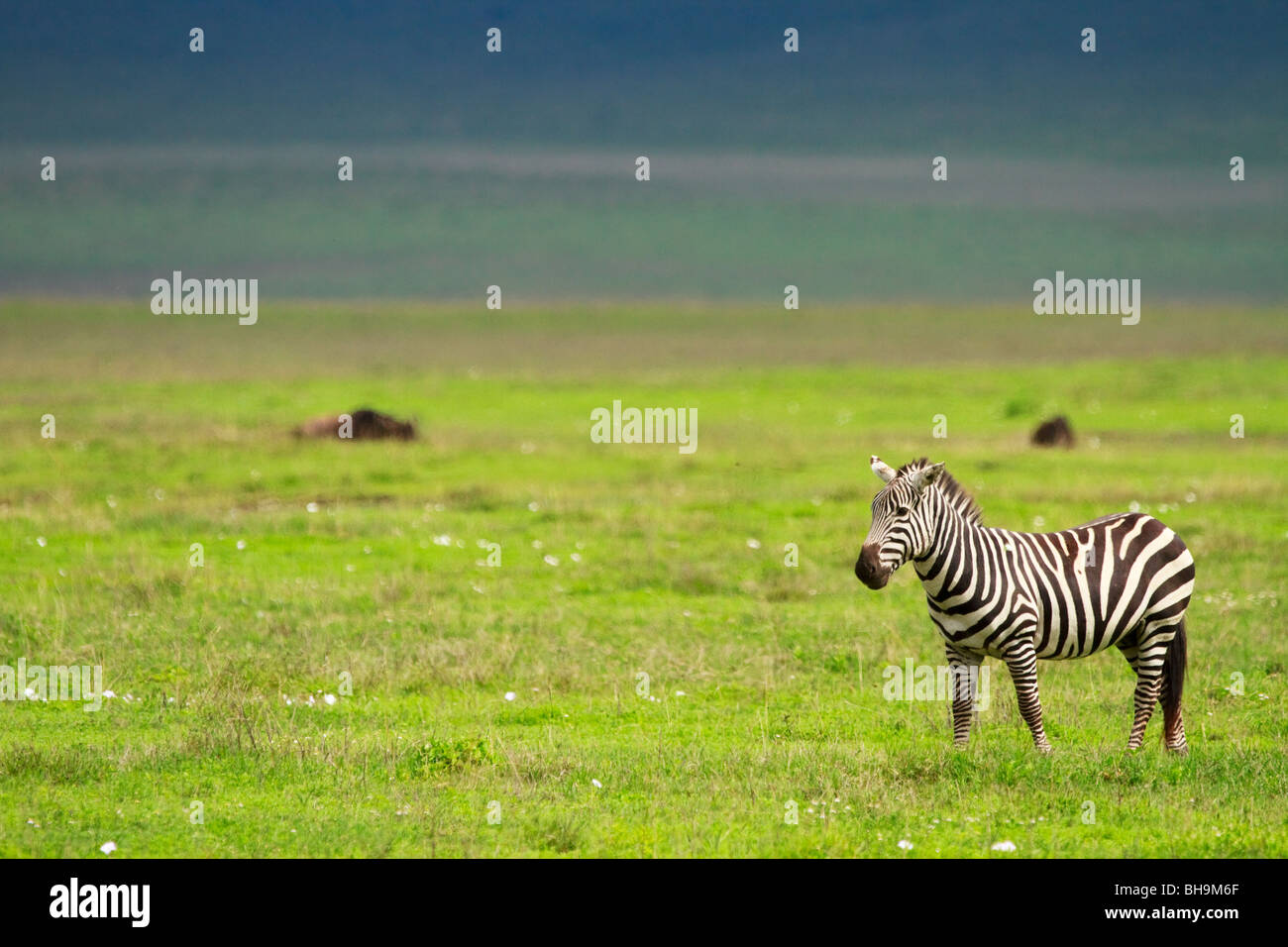 African zebra migration hi-res stock photography and images - Alamy
