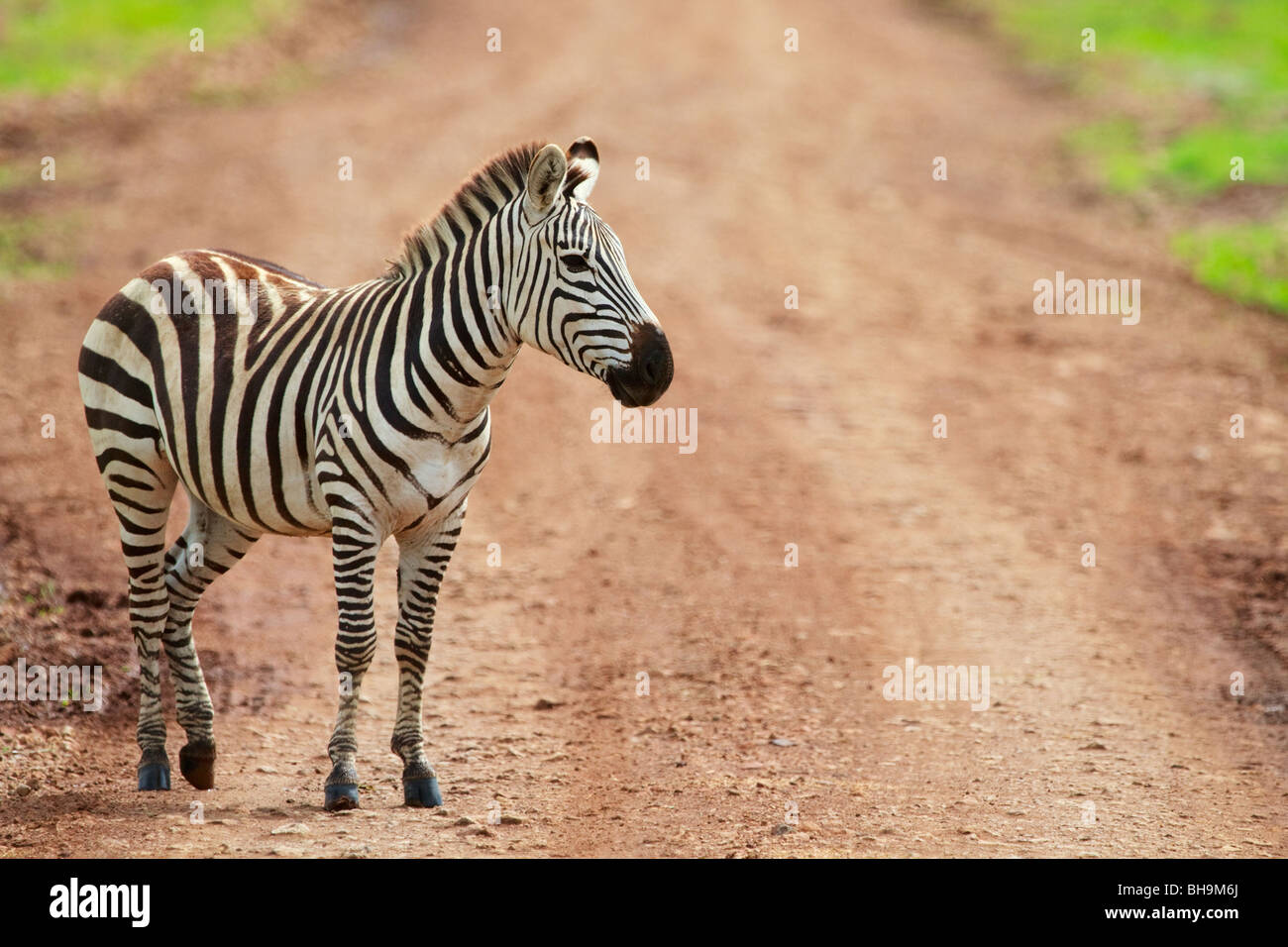 African zebra migration hi-res stock photography and images - Alamy